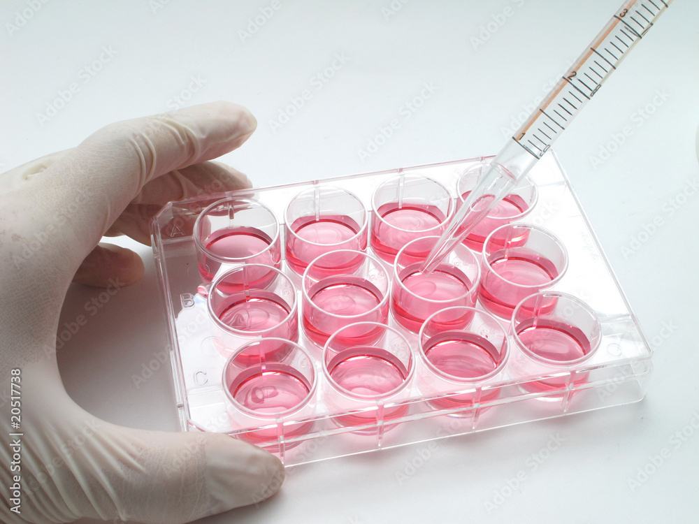 Hand holding tissue culture plate with pipette Stock Photo | Adobe Stock