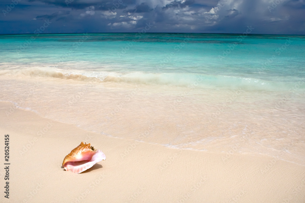Shell on white sand beach near blue see in summer Stock Photo | Adobe Stock