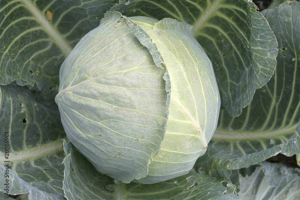 Weißkraut - Weißkohl Stock-Foto | Adobe Stock