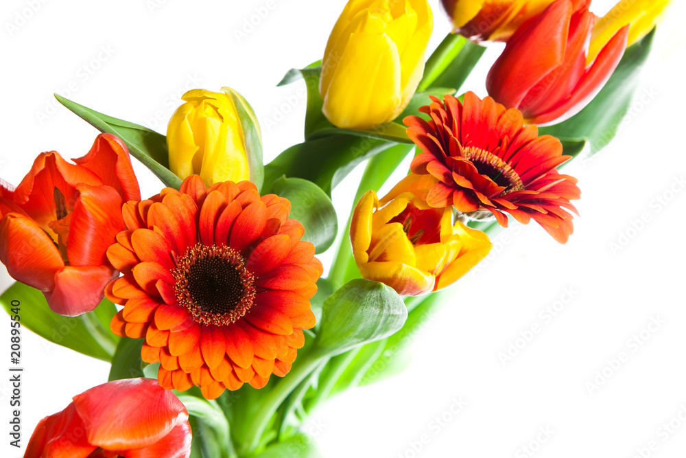 Frühlingsblumen Stock-Foto | Adobe Stock