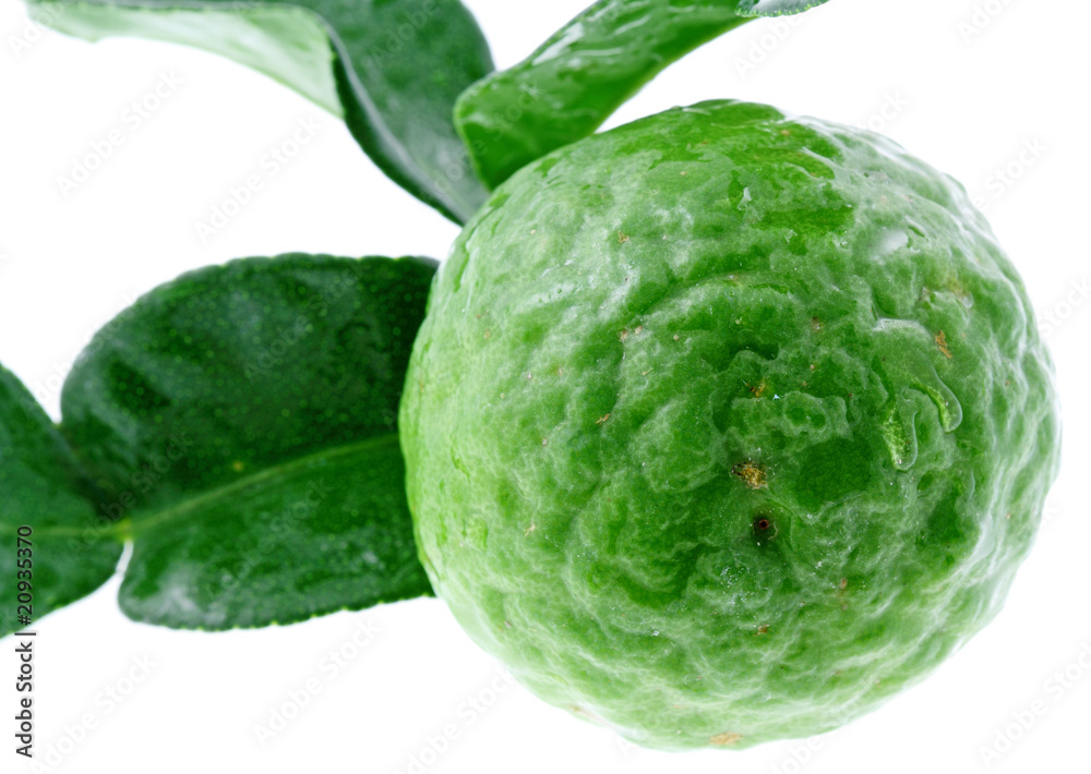 fruit combava, citrus hystrix, fond blanc Photos | Adobe Stock