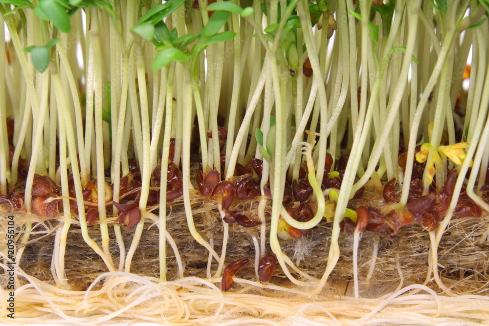 Kressewurzeln Stock Photo | Adobe Stock