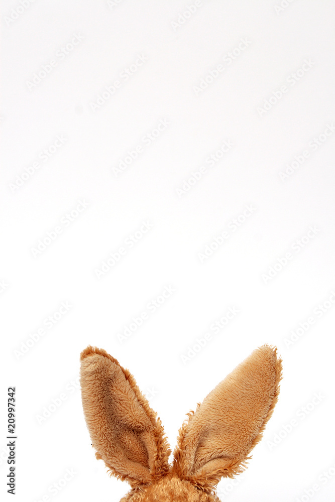 Hasenohren Stock-Foto | Adobe Stock