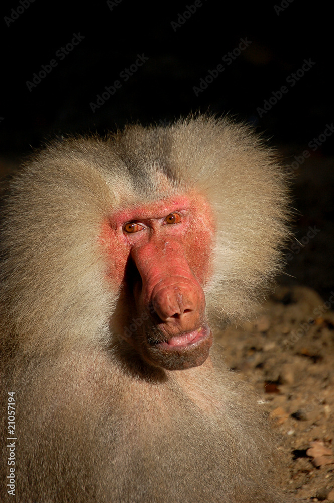 red eyed male baboon monkey looking almost human Stock Photo | Adobe Stock