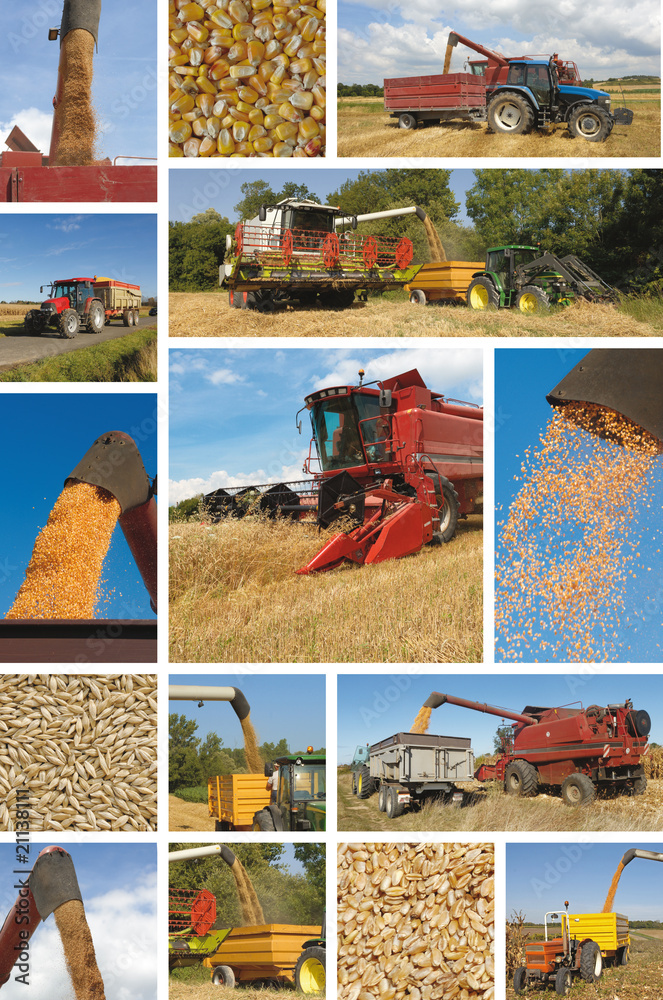 moisson et grains de blé, orge et maïs Stock Photo | Adobe Stock