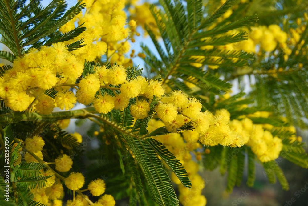 Foto Stock Mimosa | Adobe Stock