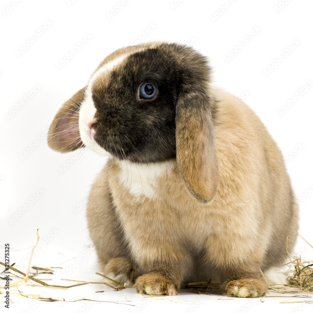 schlappohrhase-stock-foto-adobe-stock
