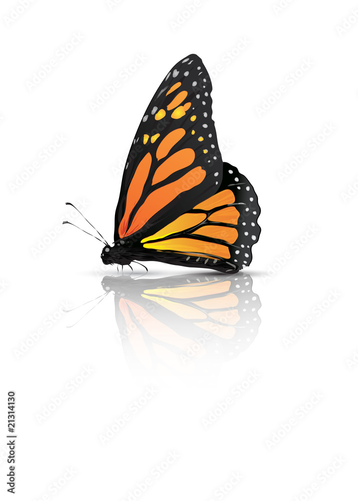 Mariposa Monarca Stock Vector | Adobe Stock