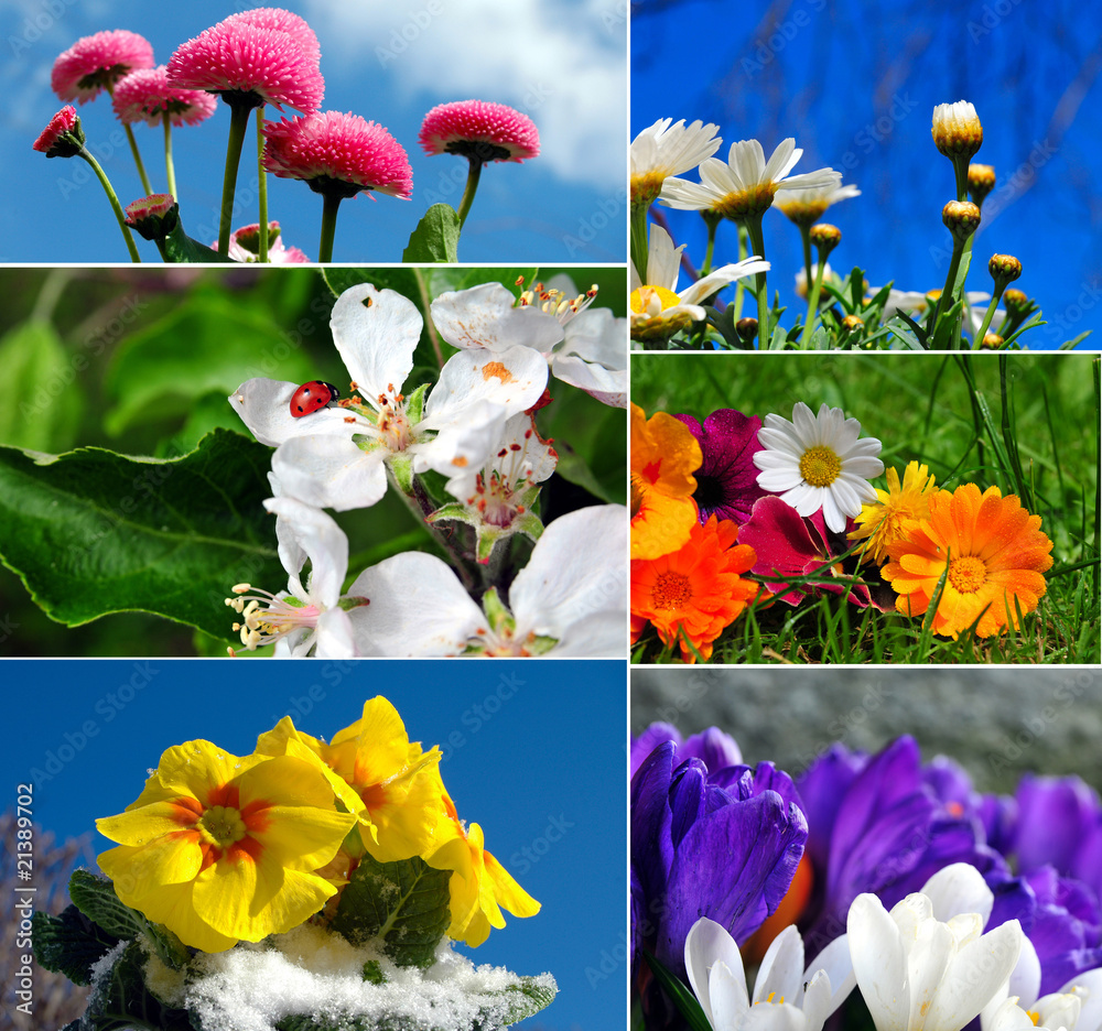 Collage Frühling Blumen Himmel Stock-Foto | Adobe Stock