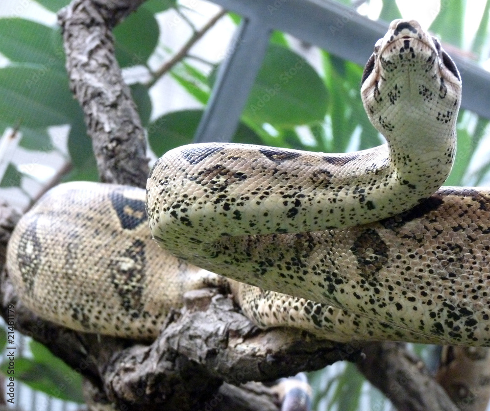 schlange Stock Photo | Adobe Stock