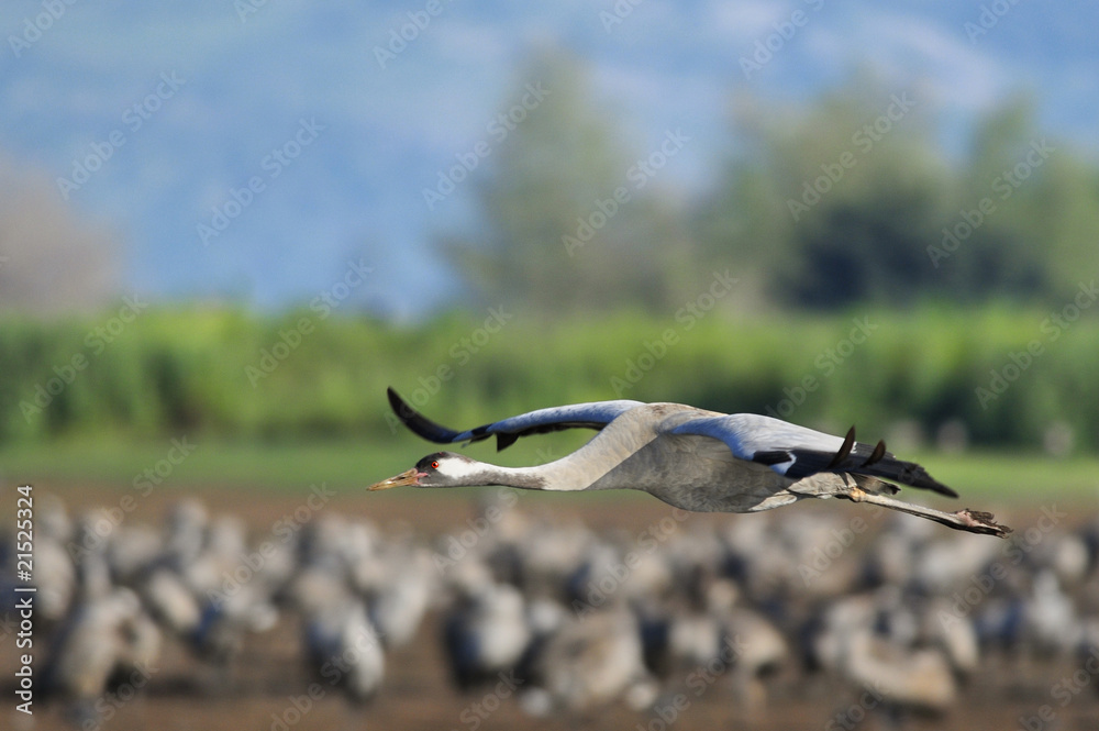 Common Cranes in flight at Ahula Lake, Israel Stock Photo | Adobe Stock