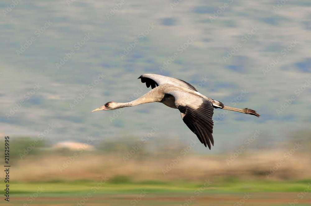 Common Cranes in flight at Ahula Lake, Israel Stock Photo | Adobe Stock
