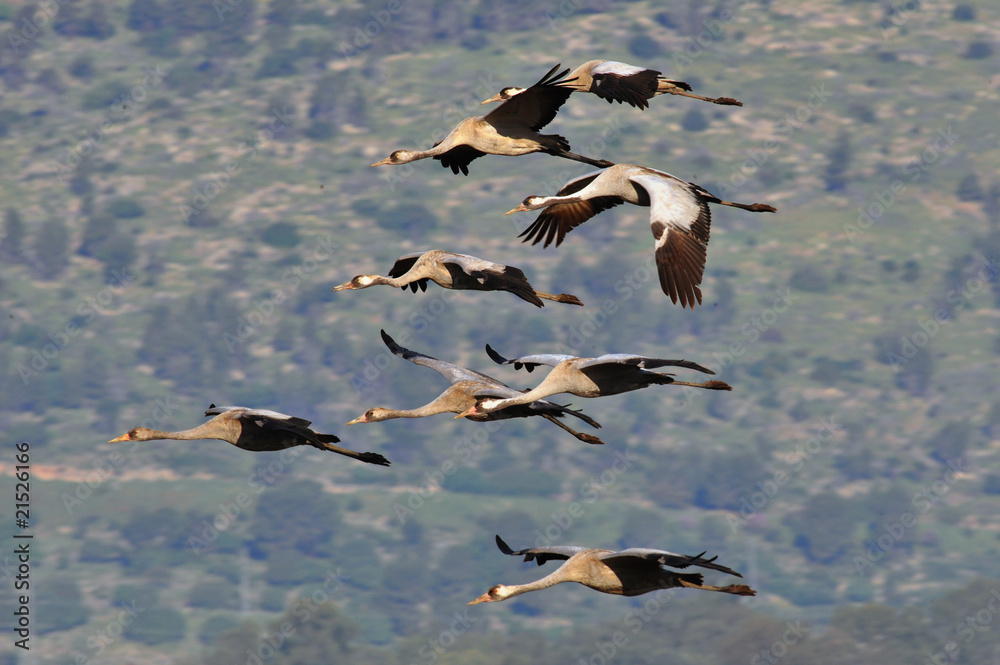 Group of Common Cranes in flight at Ahula Lake, Israel Stock Photo ...