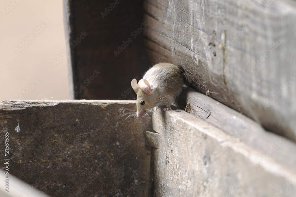 house mouse, musculus domesticus Stock Photo | Adobe Stock