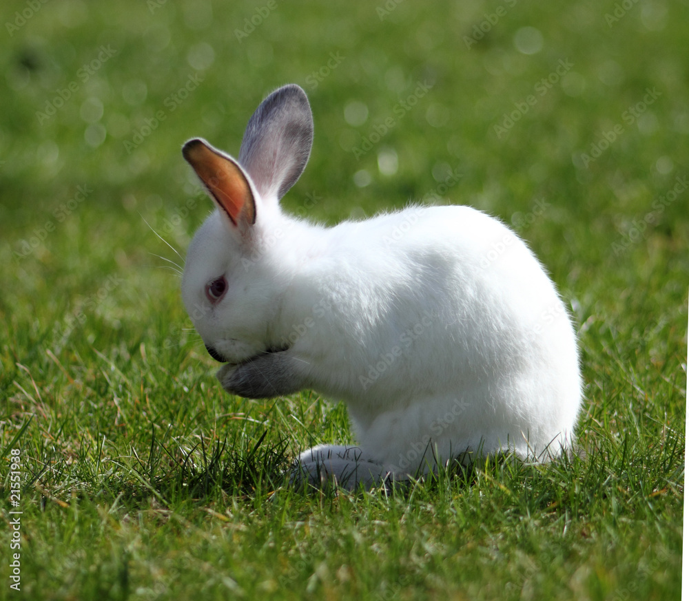 Rabbit White Standing