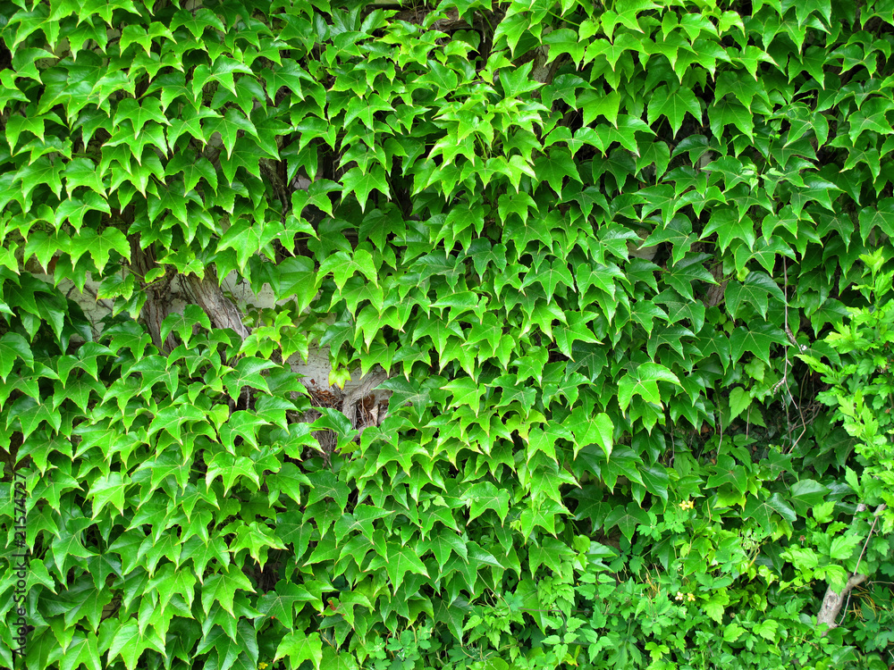 climbing ivy Stock Photo | Adobe Stock