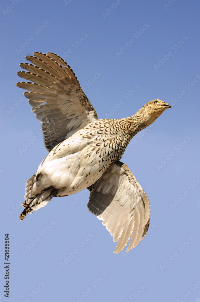 sharp-tailed grouse (tympanuchus phasianellus) in flight Stock Photo ...