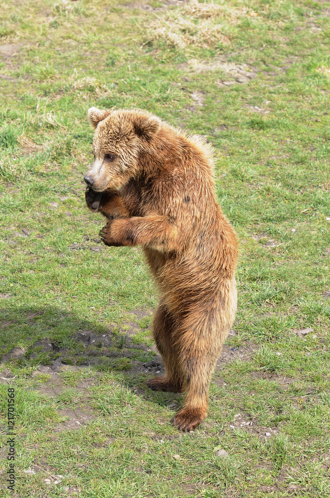 Braunbär stehend Stock-Foto | Adobe Stock