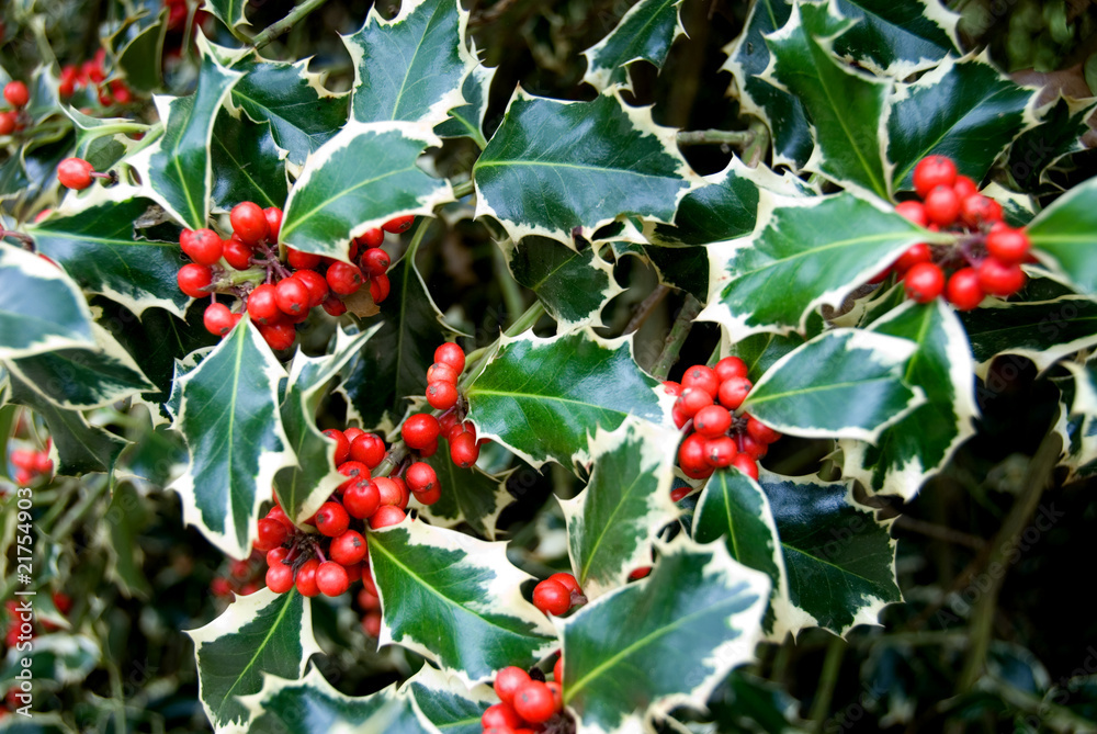 Variegated Holly Foto Stok | Adobe Stock