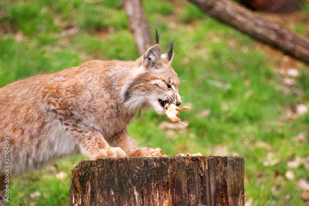 fressender Luchs Stock-Foto | Adobe Stock