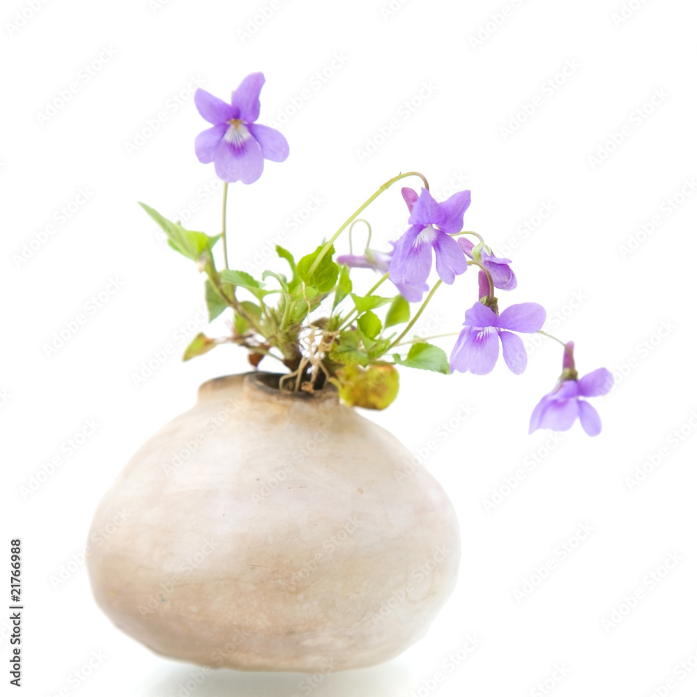 Viola Canina