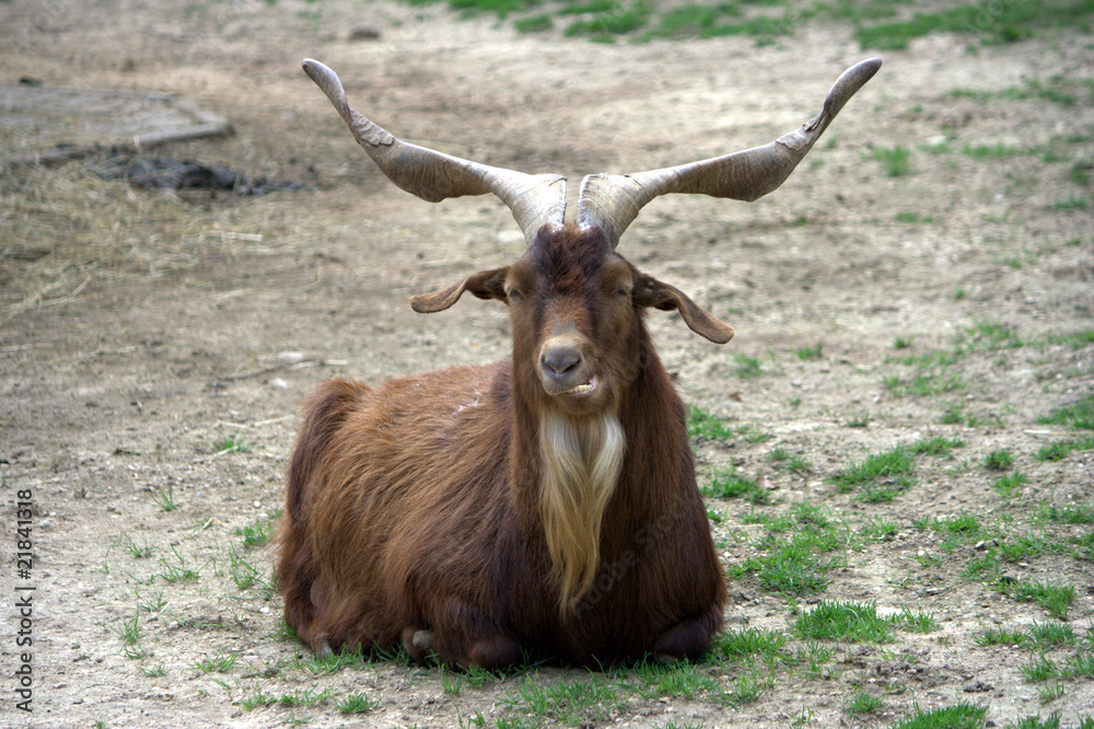 Foto Stock caprone | Adobe Stock