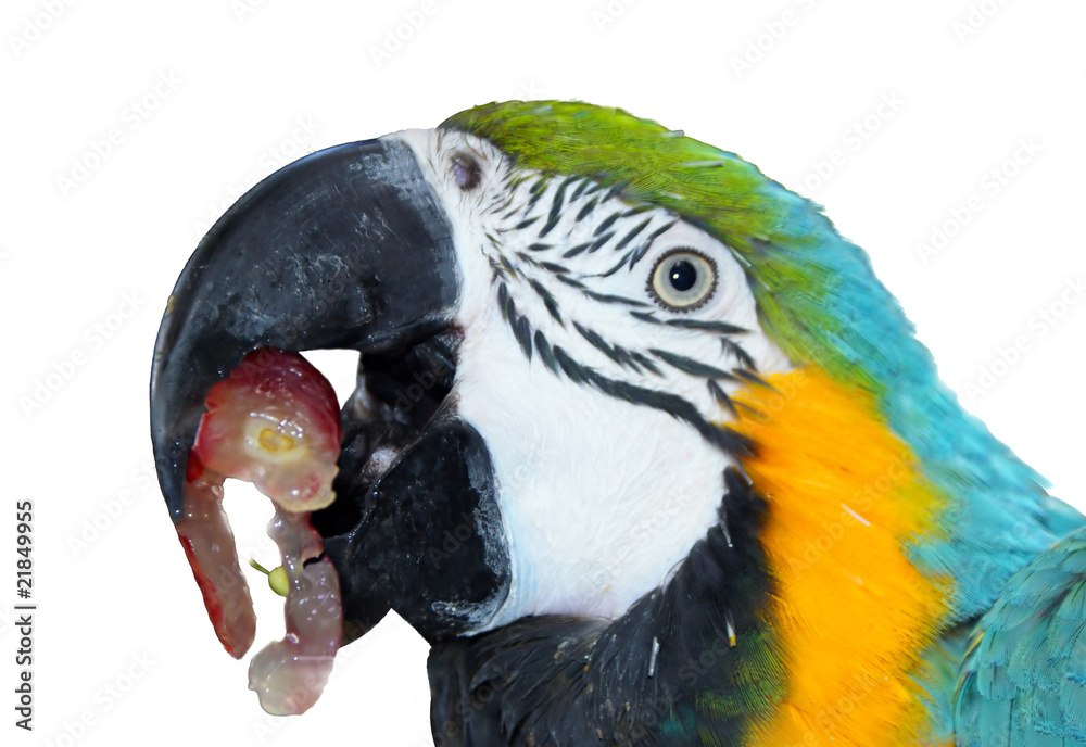 aras Stock Photo | Adobe Stock