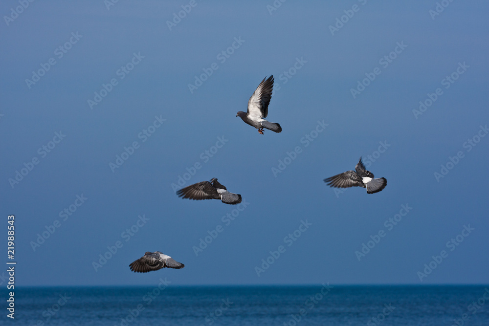 Flying doves in different stages of flight Stock Photo | Adobe Stock