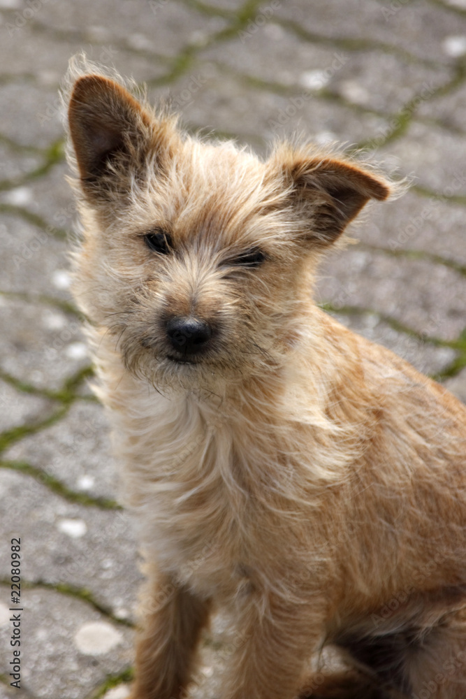 puppy dog. mongrel dog Stock Photo | Adobe Stock