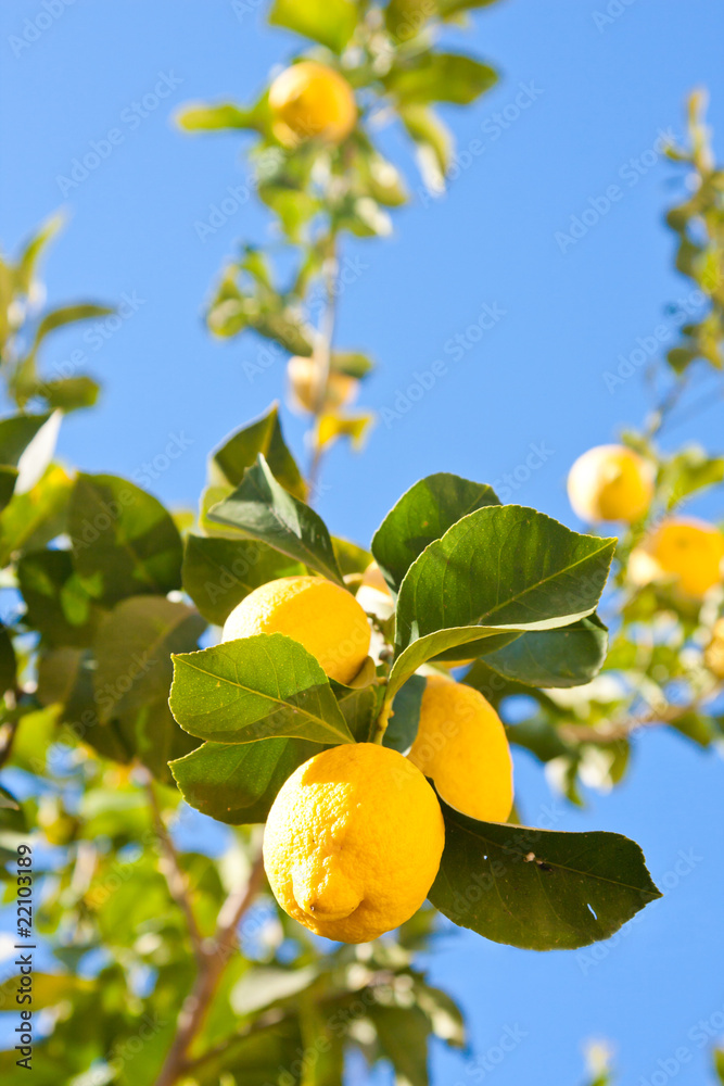 Lemon tree Stock Photo | Adobe Stock
