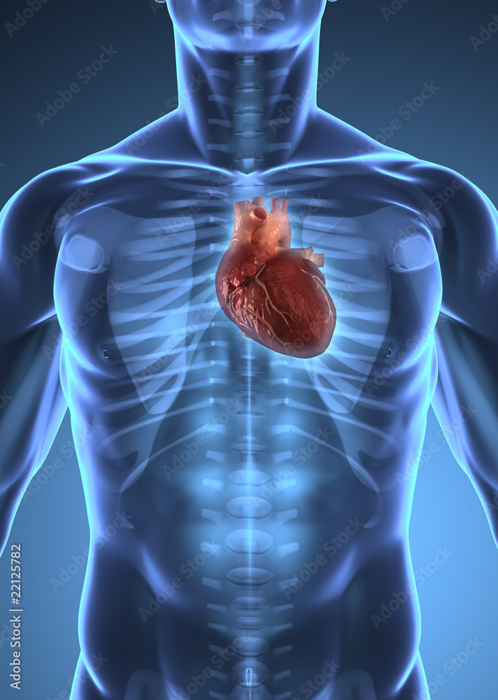 Inside human chest Stock Illustration | Adobe Stock