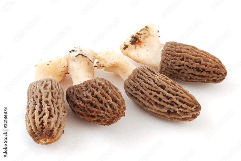 Morchella, morchel Stock Photo | Adobe Stock
