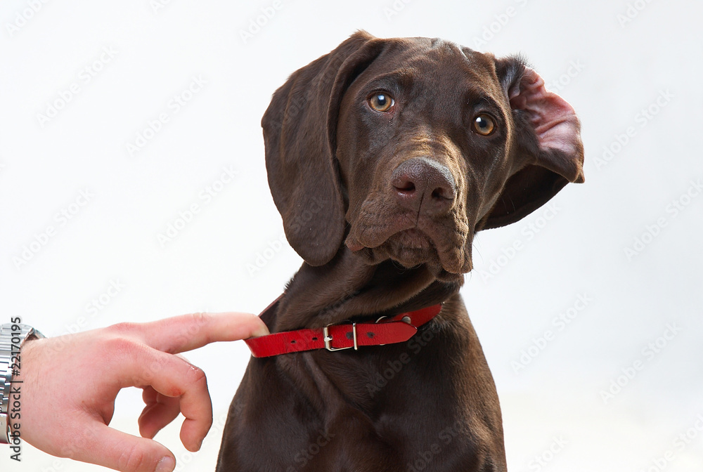 pointer foto de Stock | Adobe Stock