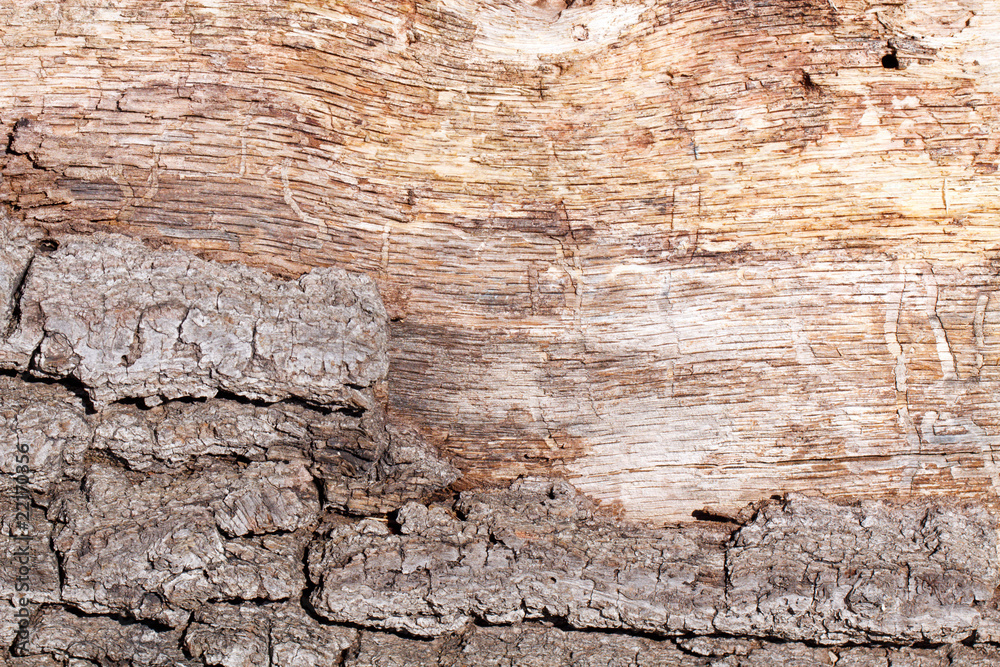 Bark peeling off white oak tree, showing the raw wood Stock Photo ...