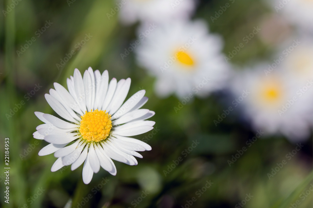 Kamille, Matricaria inodora Stock Photo | Adobe Stock