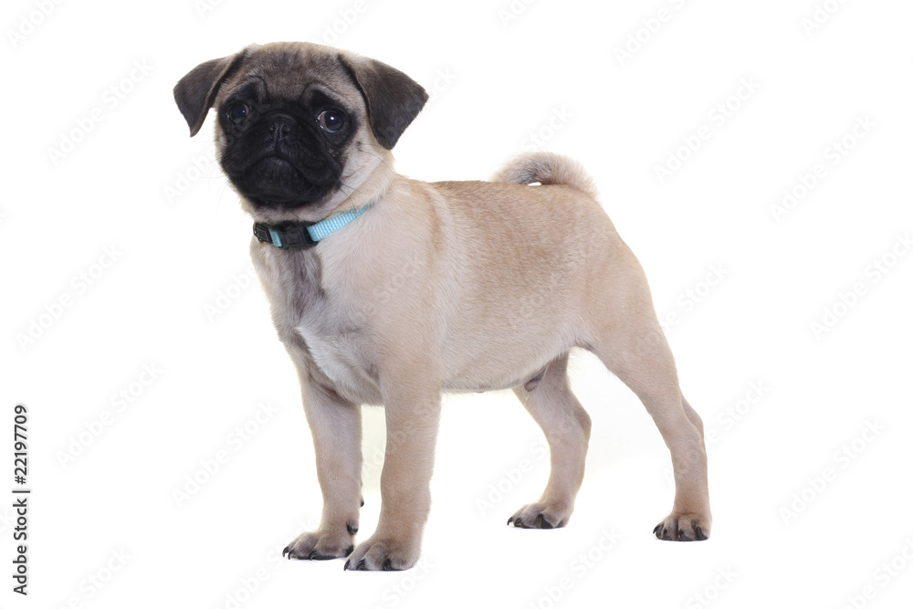 Mops Stock Photo | Adobe Stock