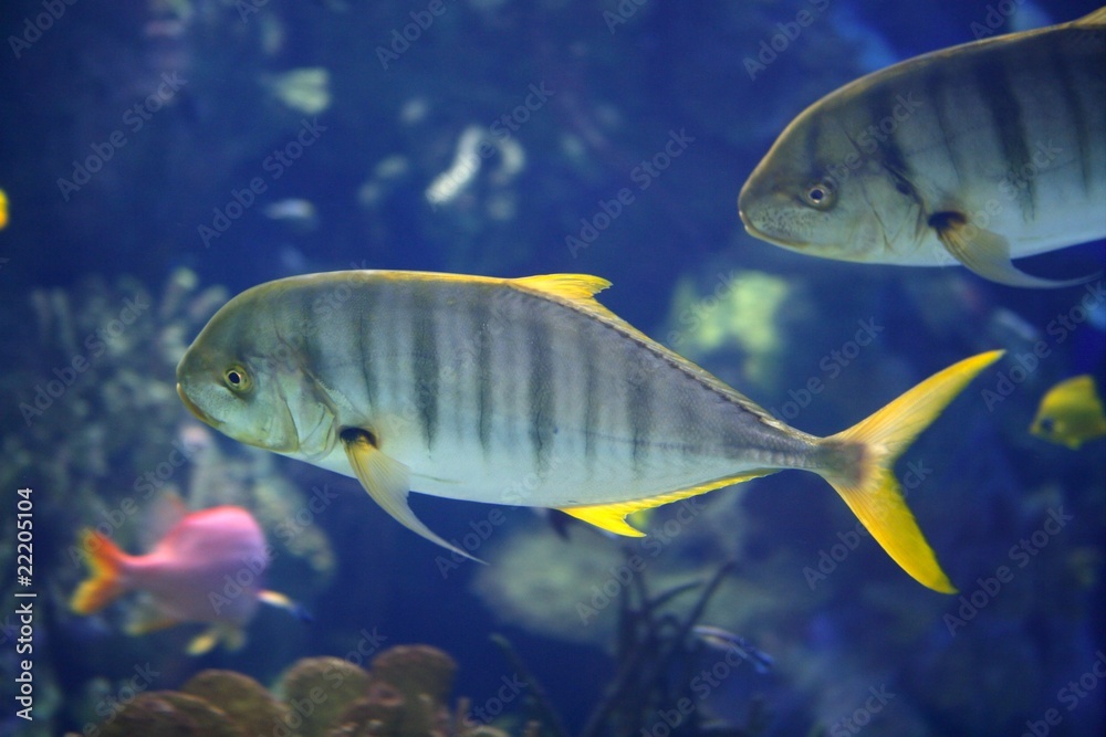 Jack stripped fish with yellow fins in tropical Red Sea, nature Stock ...