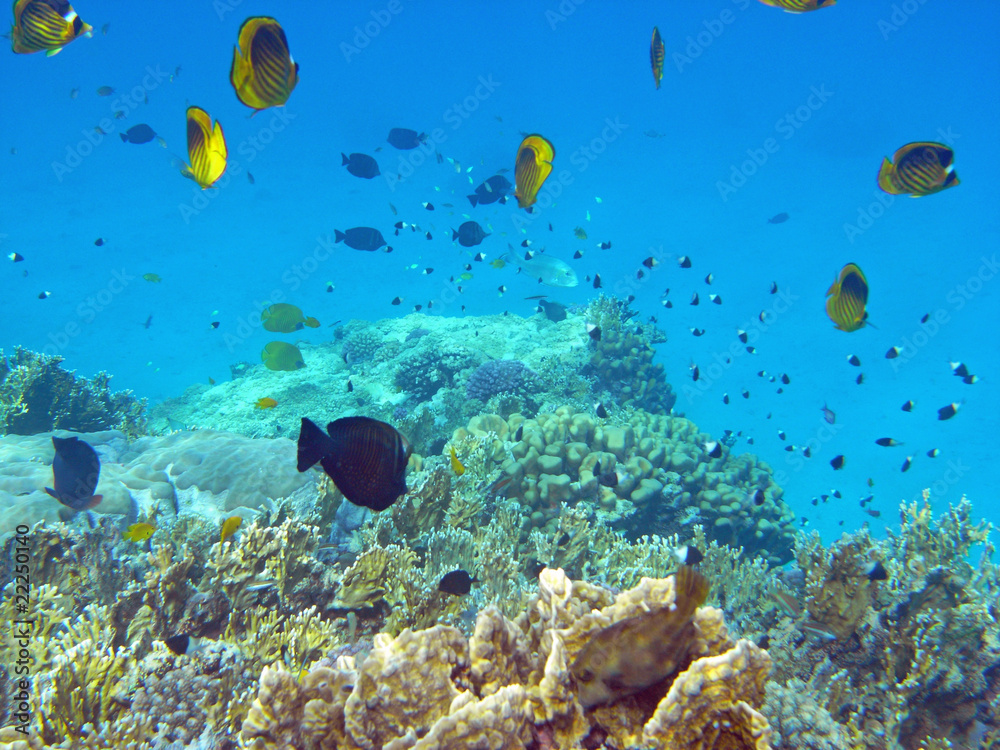 Fische im Roten Meer Stock-Foto | Adobe Stock