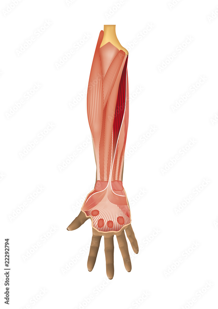 Anatomía brazo Stock Illustration | Adobe Stock