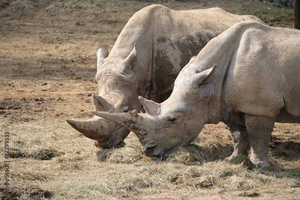 rinoceronte bianco Stock Photo | Adobe Stock