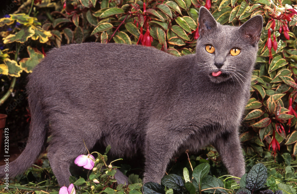 chat des chartreux de profil, langue sortie Photos | Adobe Stock