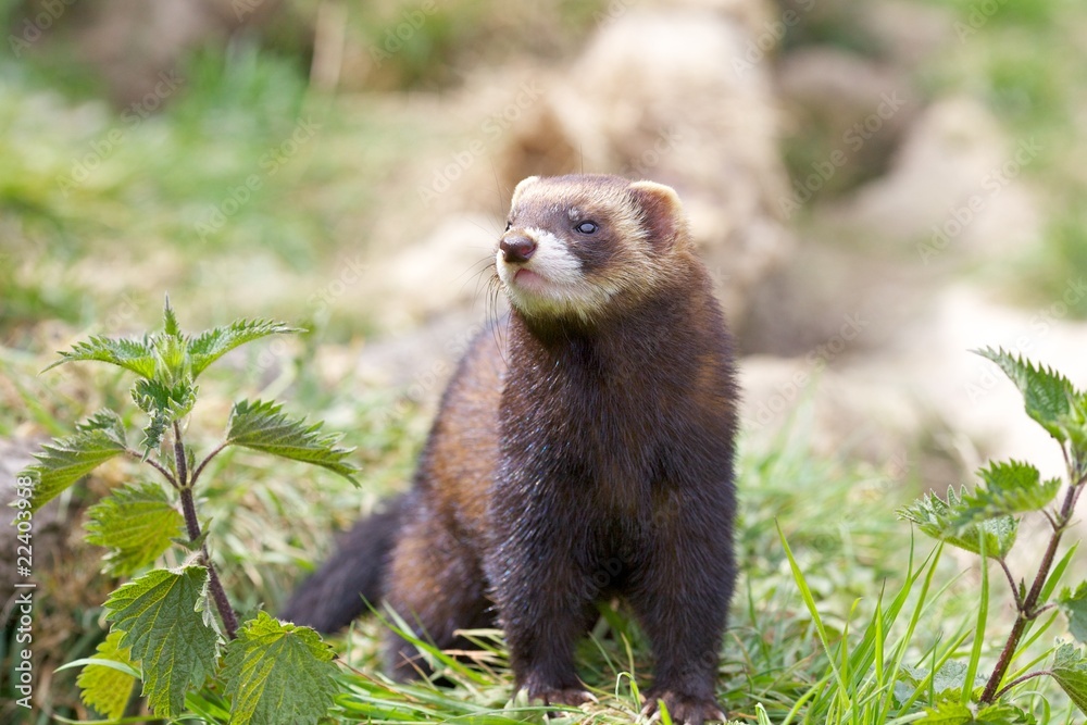 Poster European Polecat (Mustela putorius) – Wall Art | UkPosters