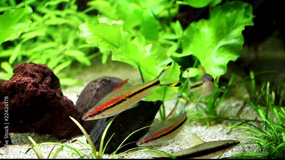 Fische Rotstreifenbarbe Puntius denisonii Stock-Video | Adobe Stock