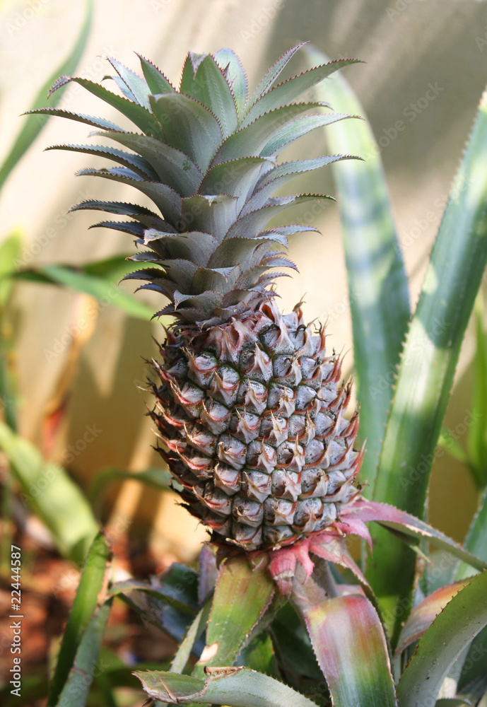 ananas growing up Stock Photo | Adobe Stock