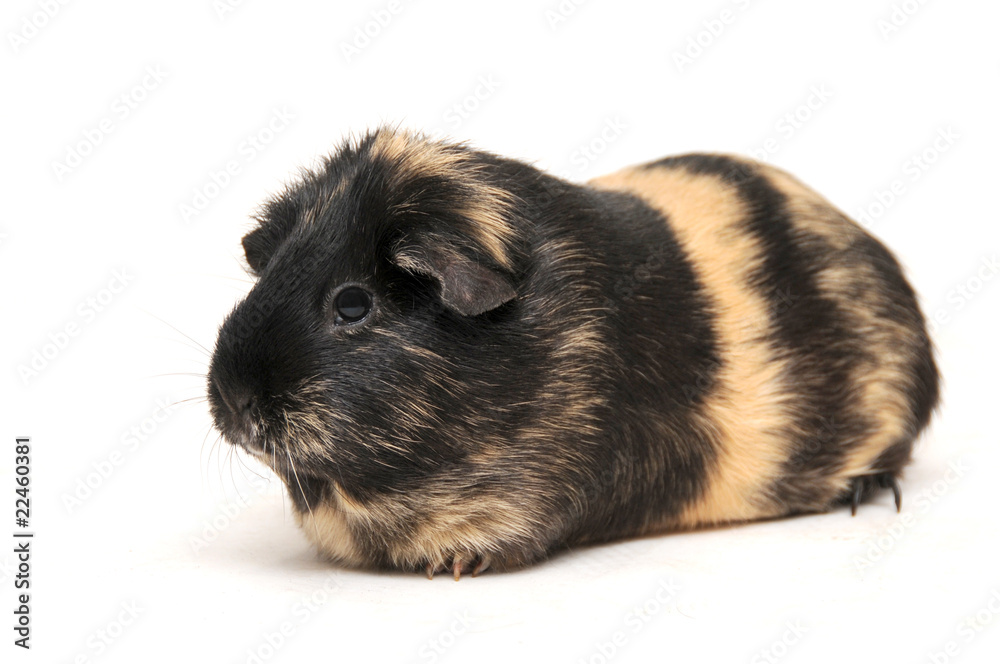 cavia Stock Photo | Adobe Stock