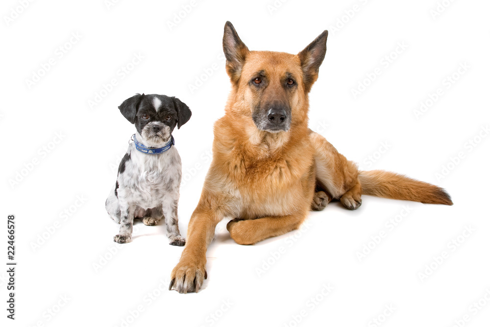 German Shepherd Shih Tzu Mix