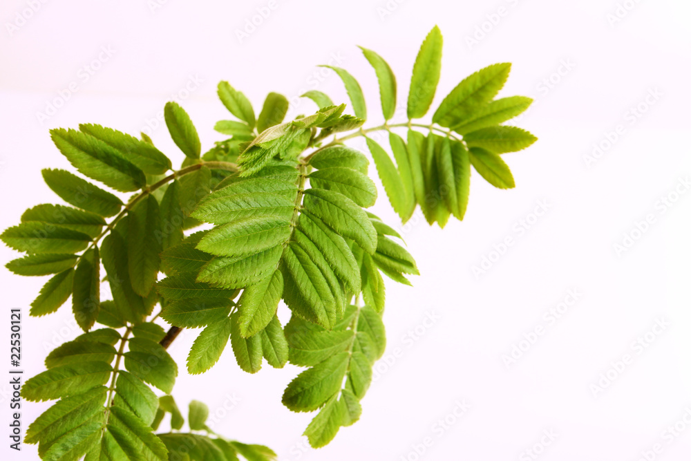 esche,grüne blätter Stock-Foto | Adobe Stock