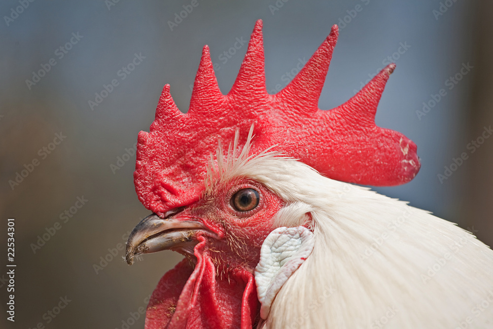 Stolzer Hahn Stock Photo | Adobe Stock