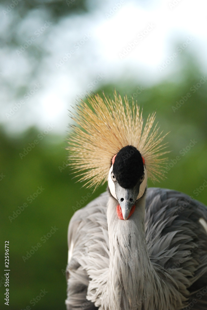Gru coronata grigia Stock Photo | Adobe Stock