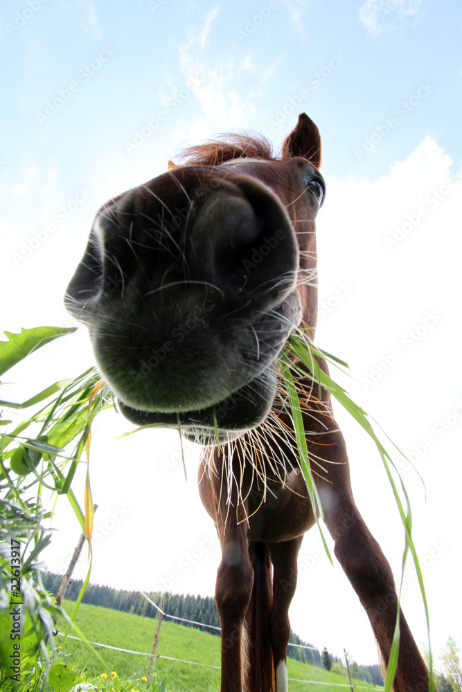 pferd beim fressen Stock-Foto | Adobe Stock